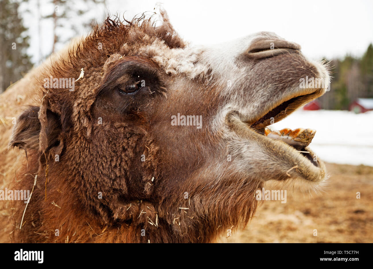 Camel yawning hi-res stock photography and images - Alamy
