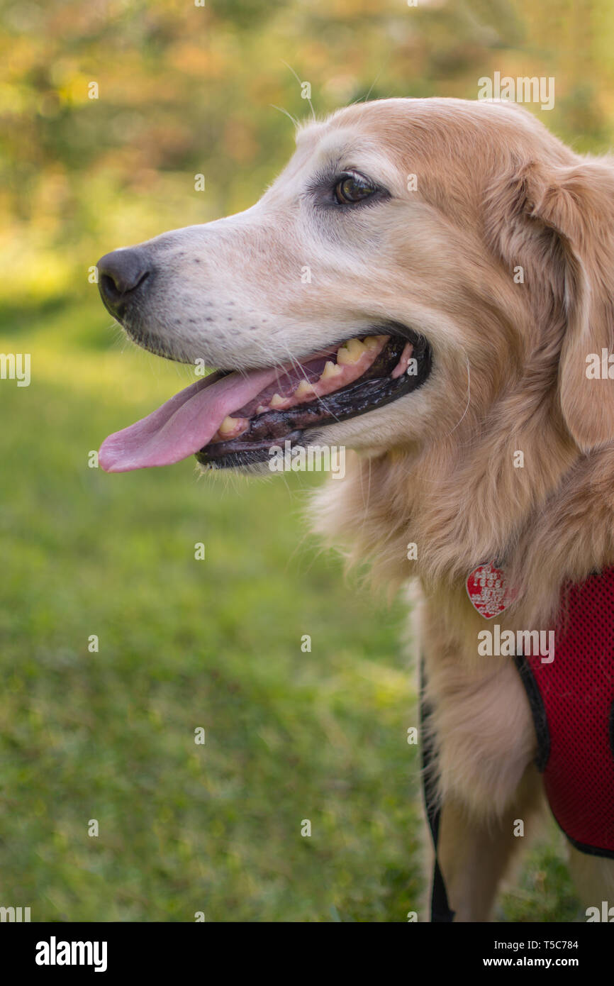 Senior Golden Retriever Stock Photos & Senior Golden Retriever Stock ...