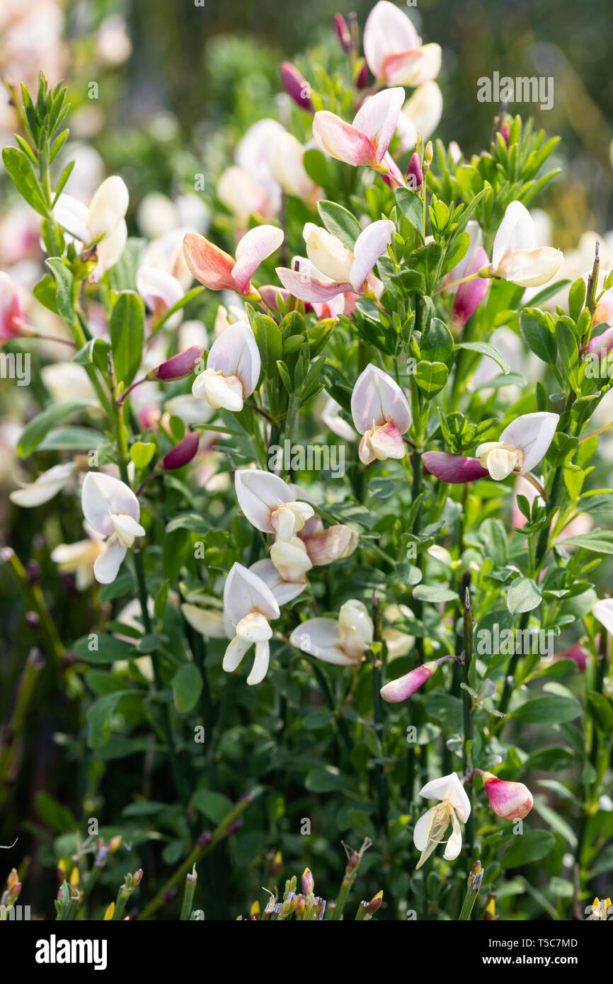 English broom hi-res stock photography and images - Alamy
