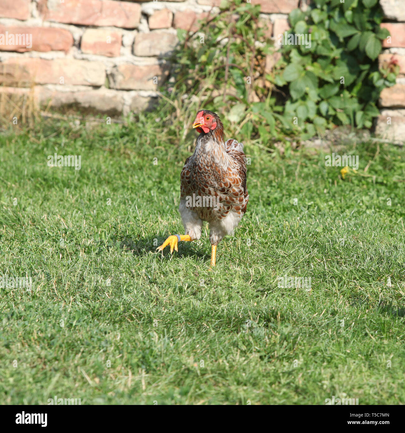Nice hen moving in the garden in summer Stock Photo - Alamy
