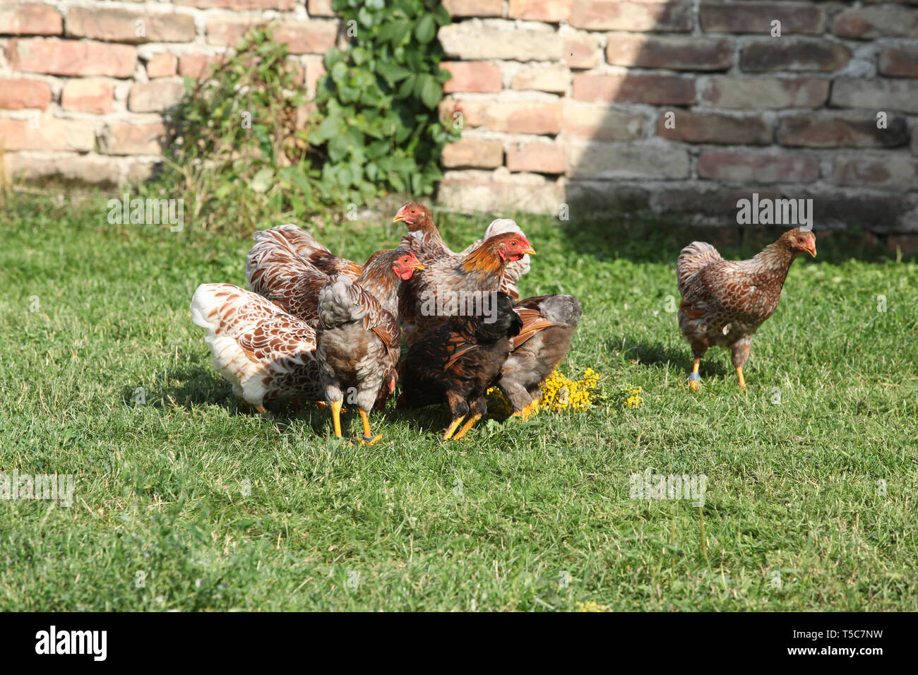 Hen moving hi-res stock photography and images - Alamy