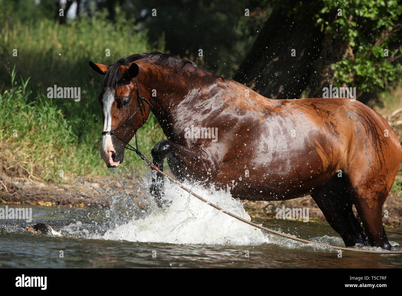 Nice brown horse with rope halter playing in the water Stock Photo - Alamy