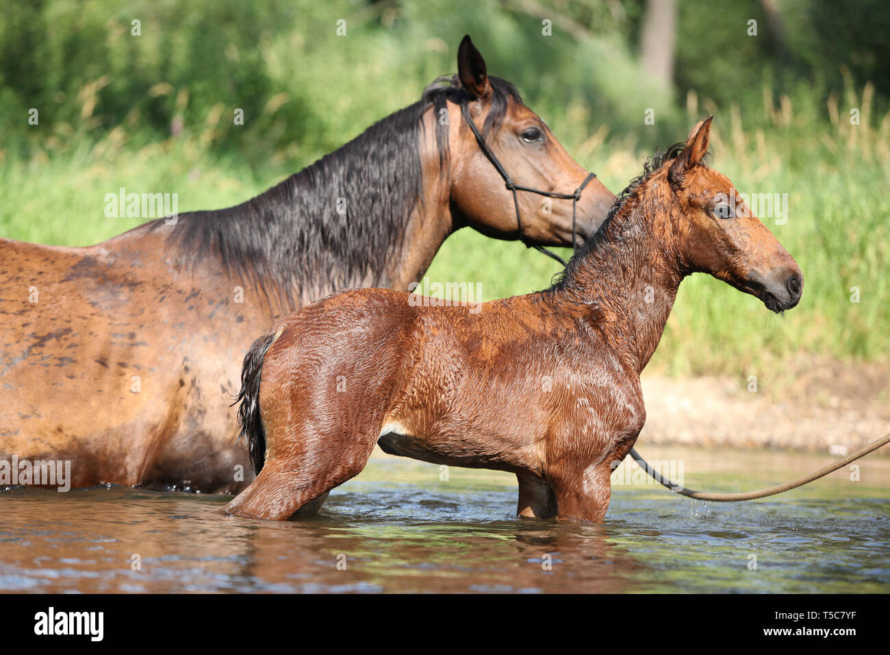 Beautiful brown mare with nice foal which is first time in the water ...