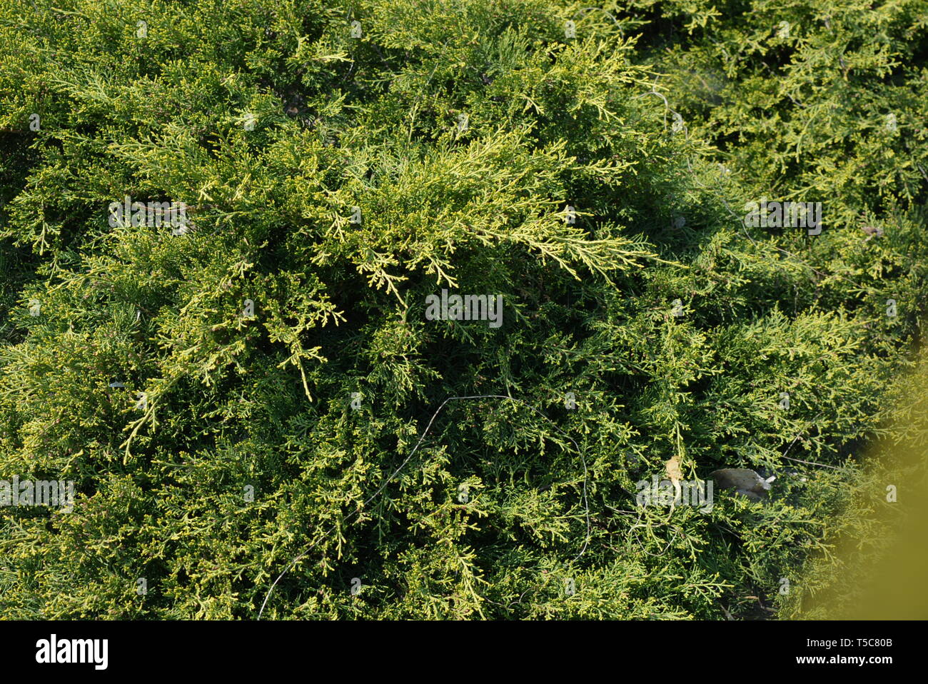 Beautiful, bright juniper bushes, cypress. Gardening of park, the ...
