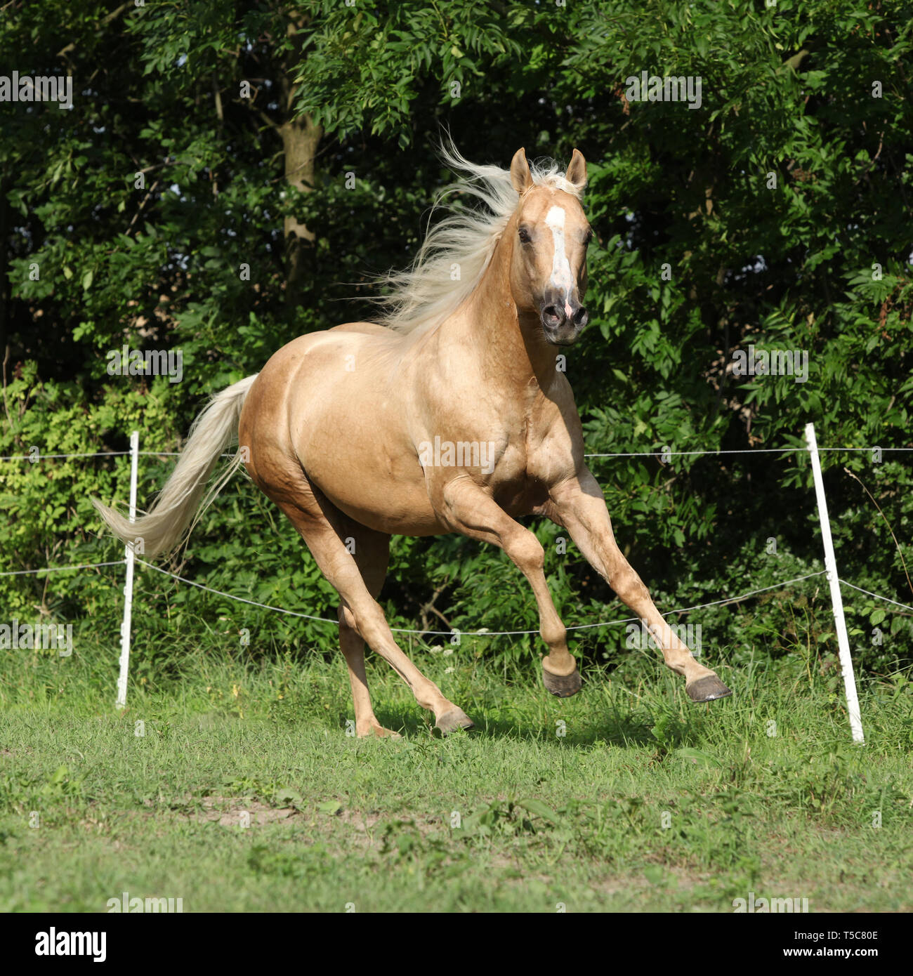 Palomino Horse Running