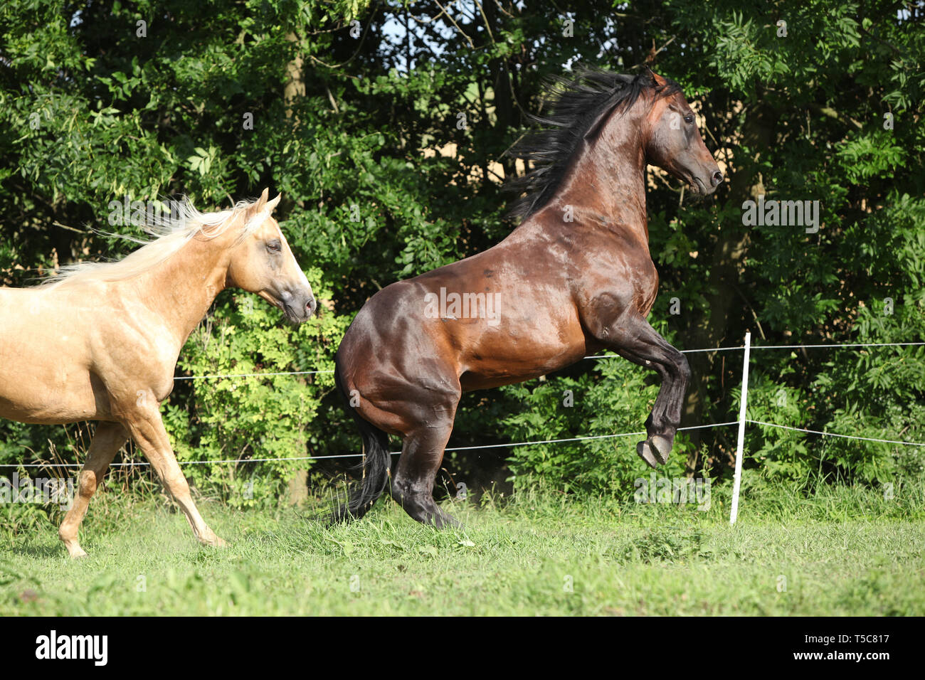 Two quarter horse stallions fighting with each other on pasturage Stock ...
