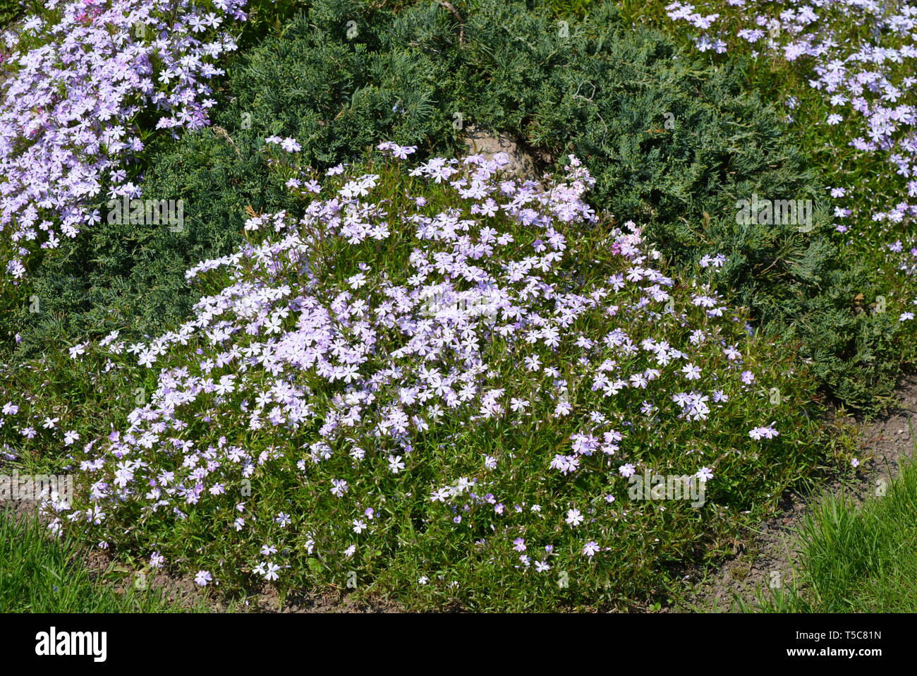 Small ground cover soft purple flowers, perennial with beautiful ...