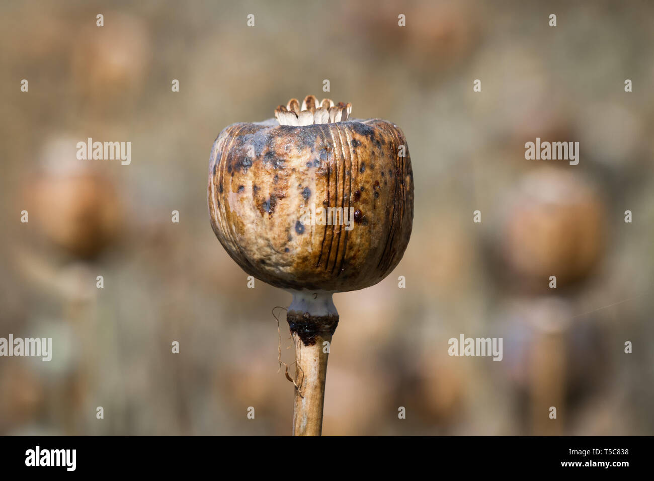 Opium poppy seed pods hi-res stock photography and images - Alamy