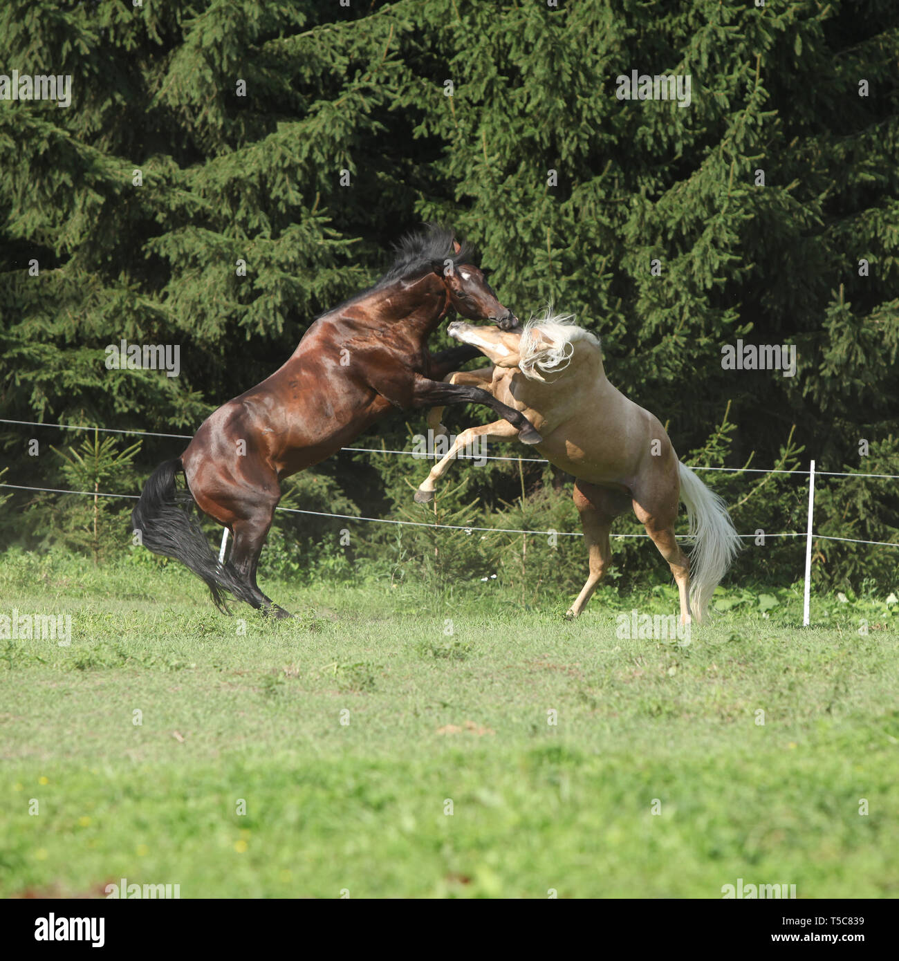 Prancing stallions hi-res stock photography and images - Alamy