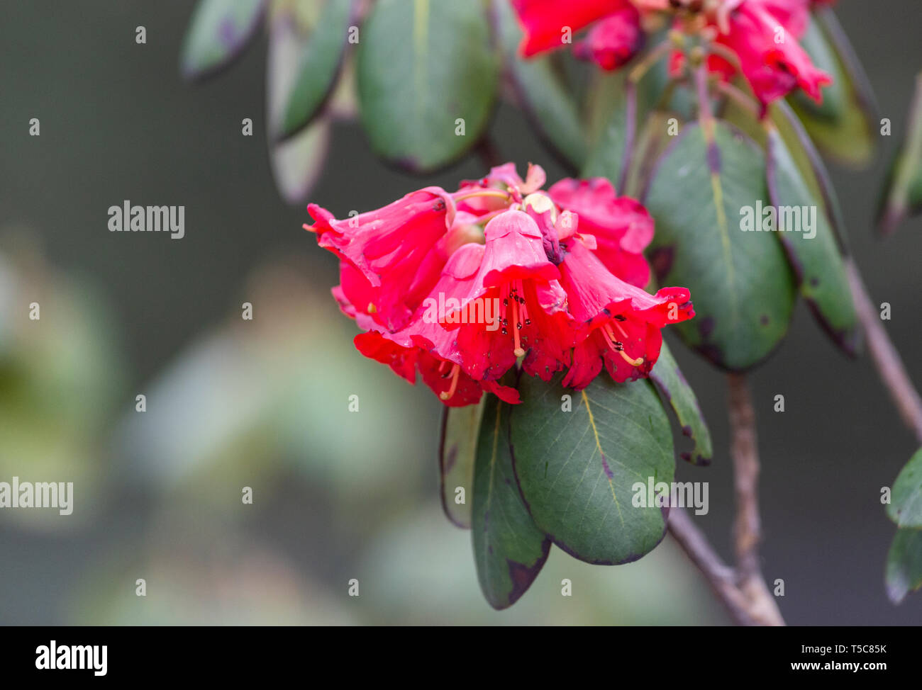 Red Rhododendron flowers in full Bloom near Zero point,Lachung,Sikkim ...