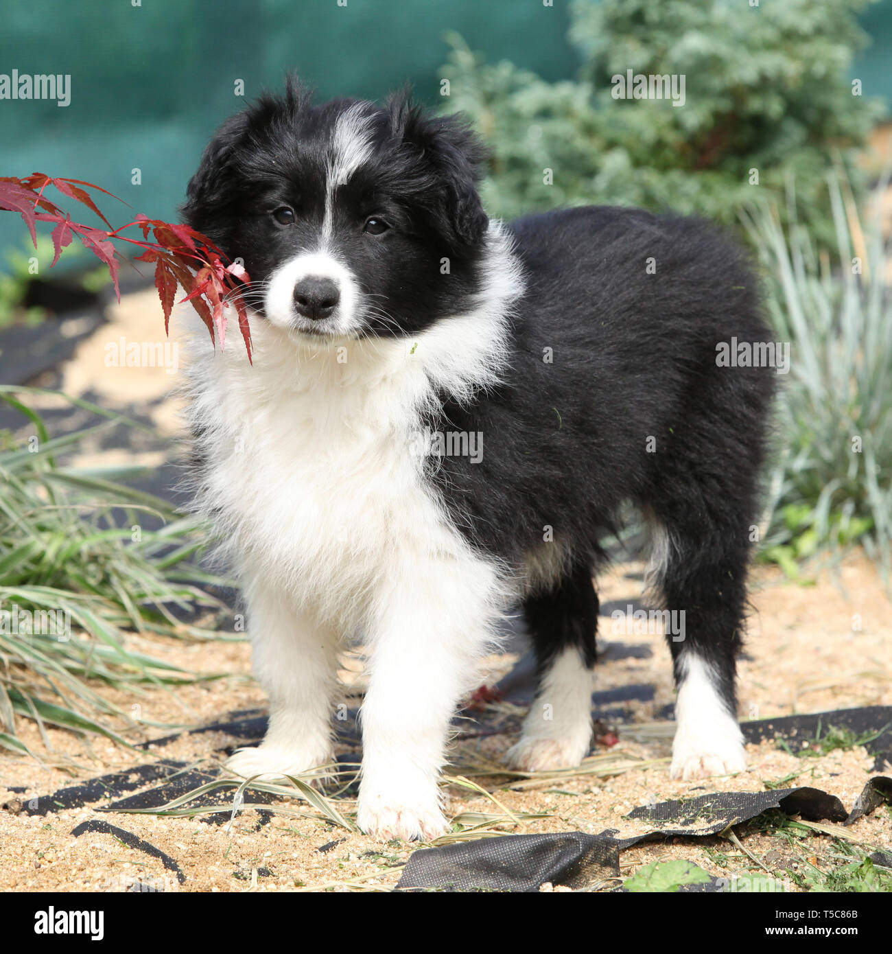 Nice border collie puppy standing in the garden Stock Photo - Alamy