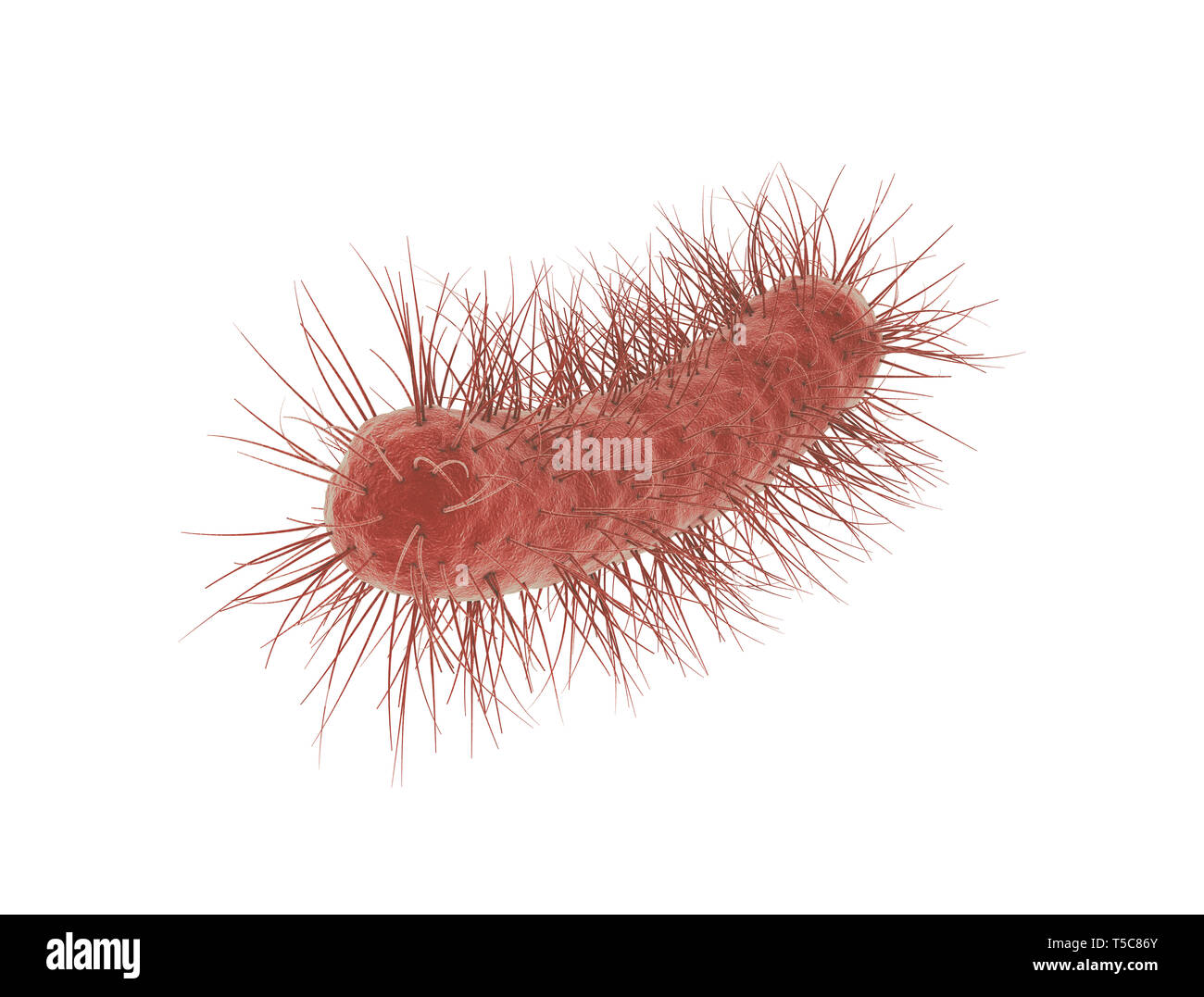 E coli e coli hi-res stock photography and images - Alamy