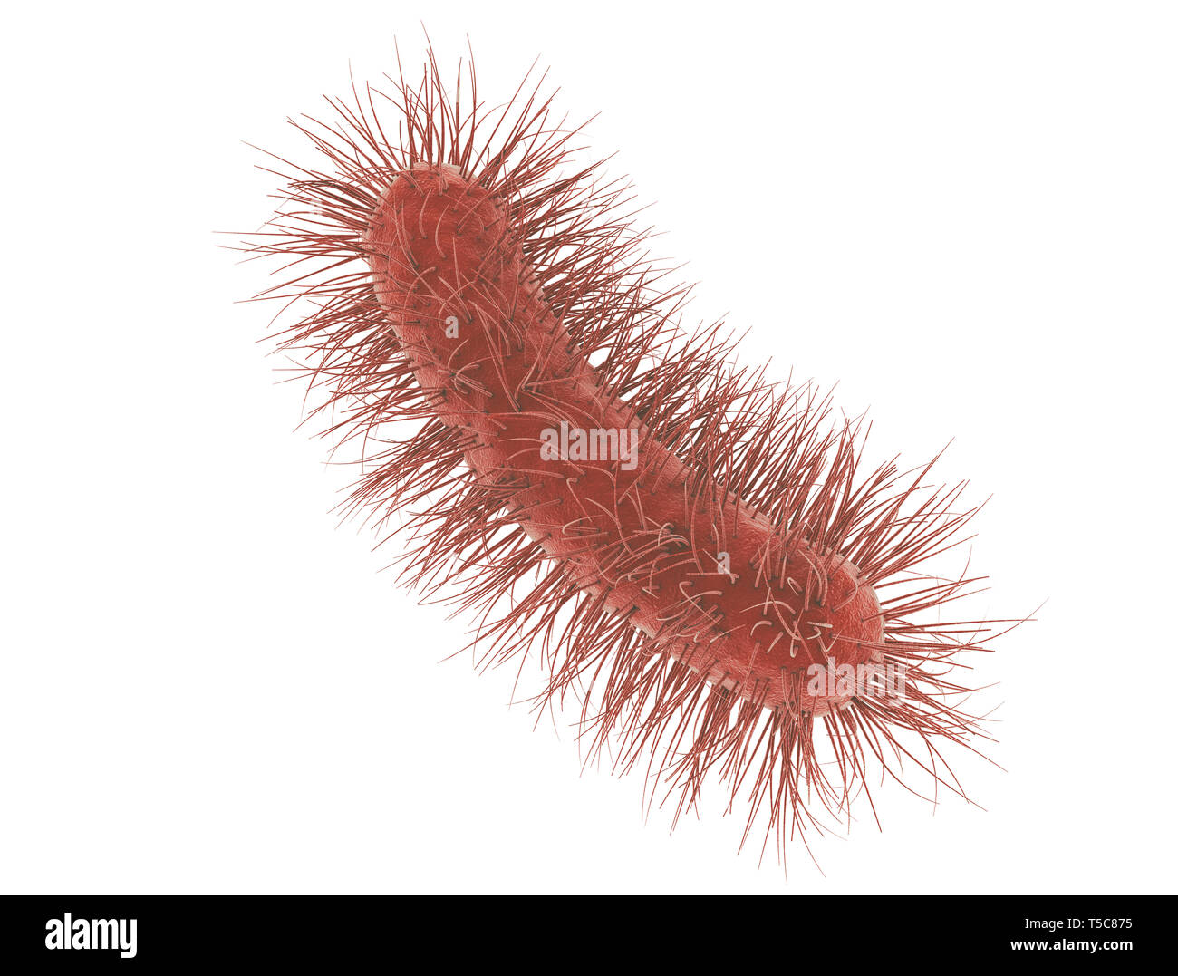 E coli Bacteria cell isolated on white background. medical microscopic ...