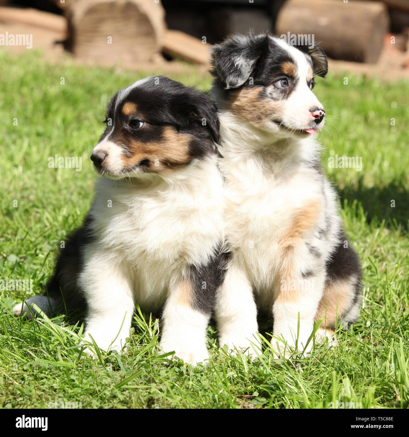 Two little puppies australian hi-res stock photography and images - Alamy