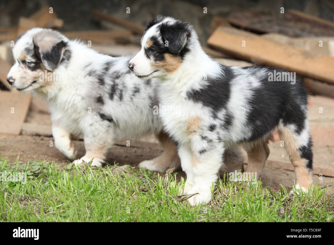 Australian shepherd standing hi-res stock photography and images - Alamy