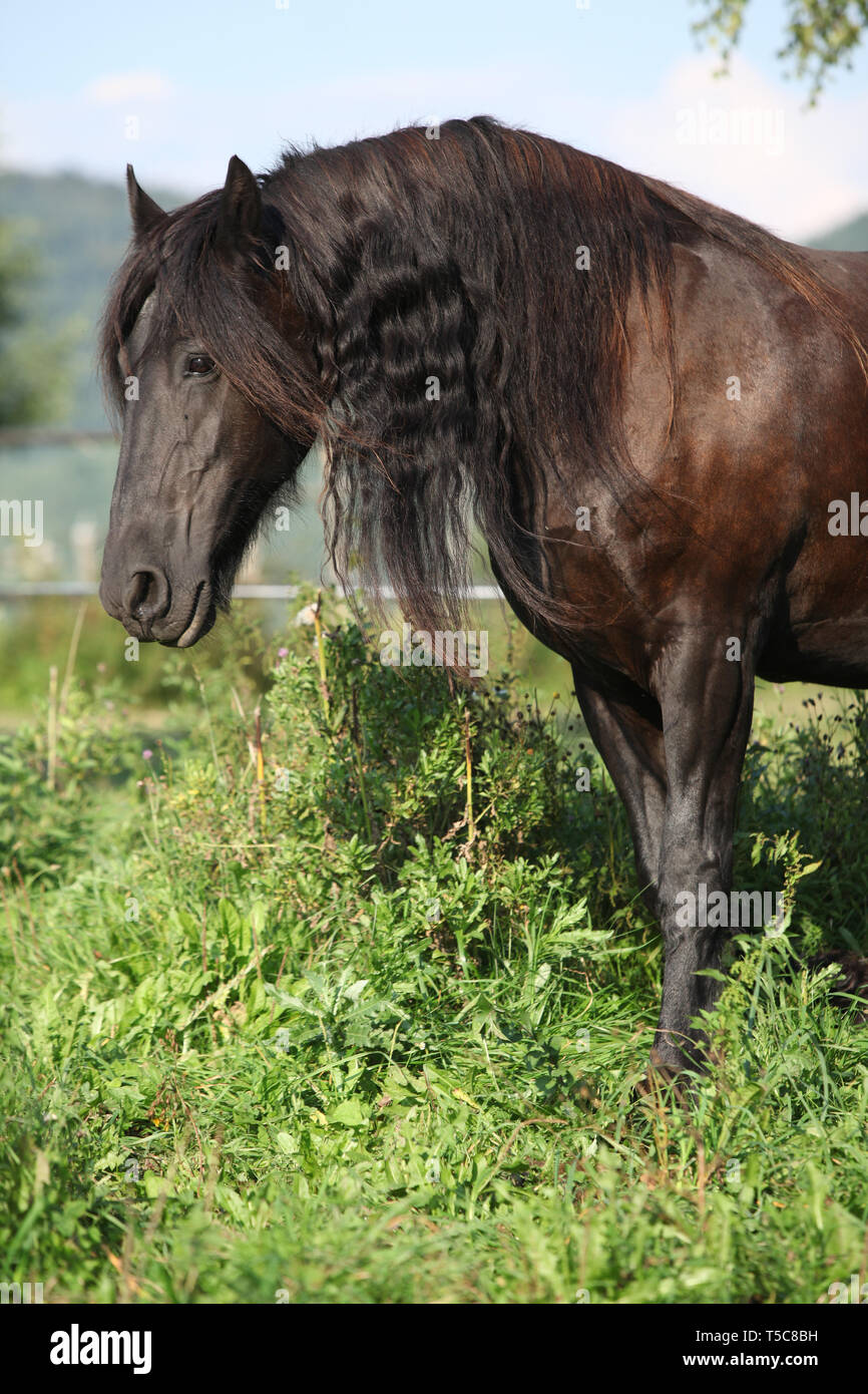 Beautiful friesian horse wit long mane on pasturage Stock Photo - Alamy