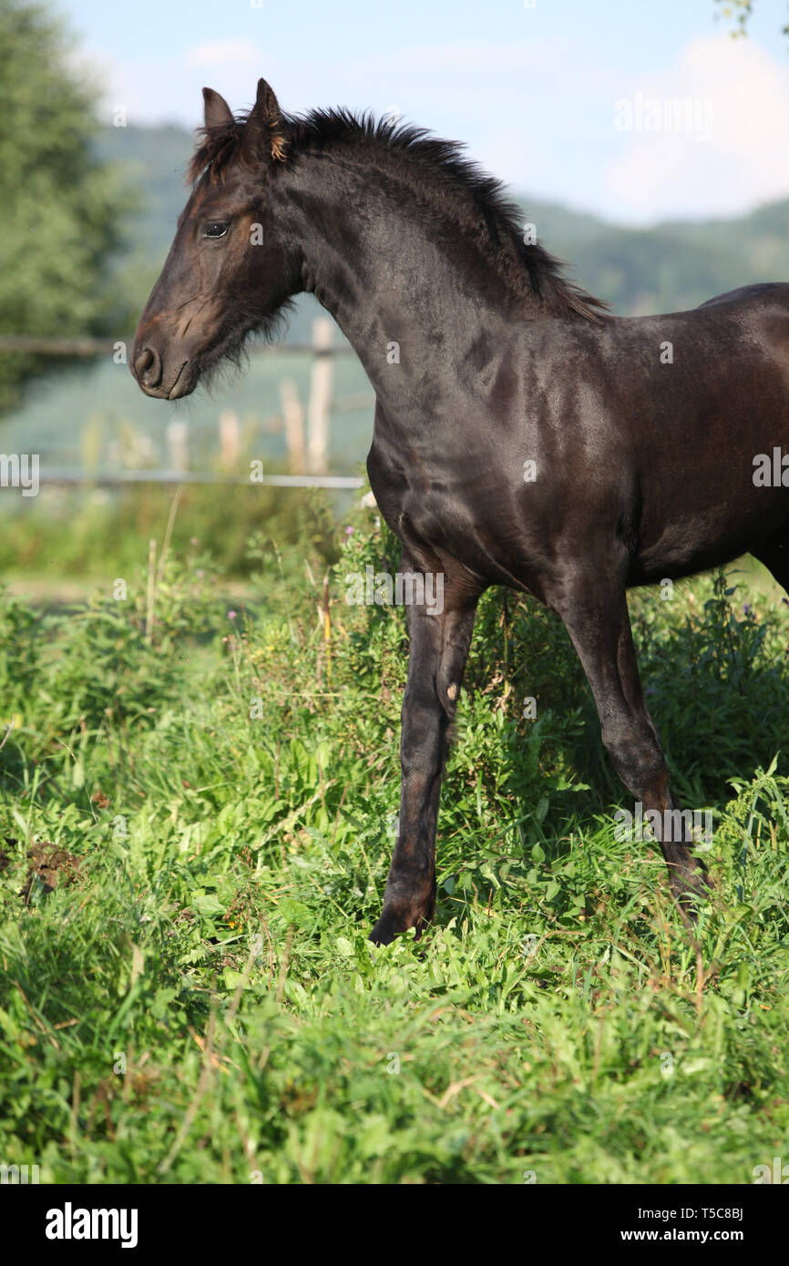Friesian horse running on pasturage in autumn Stock Photo - Alamy