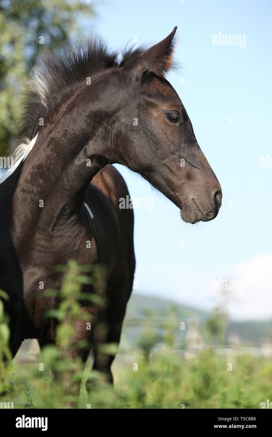 Barock pinto hi-res stock photography and images - Alamy