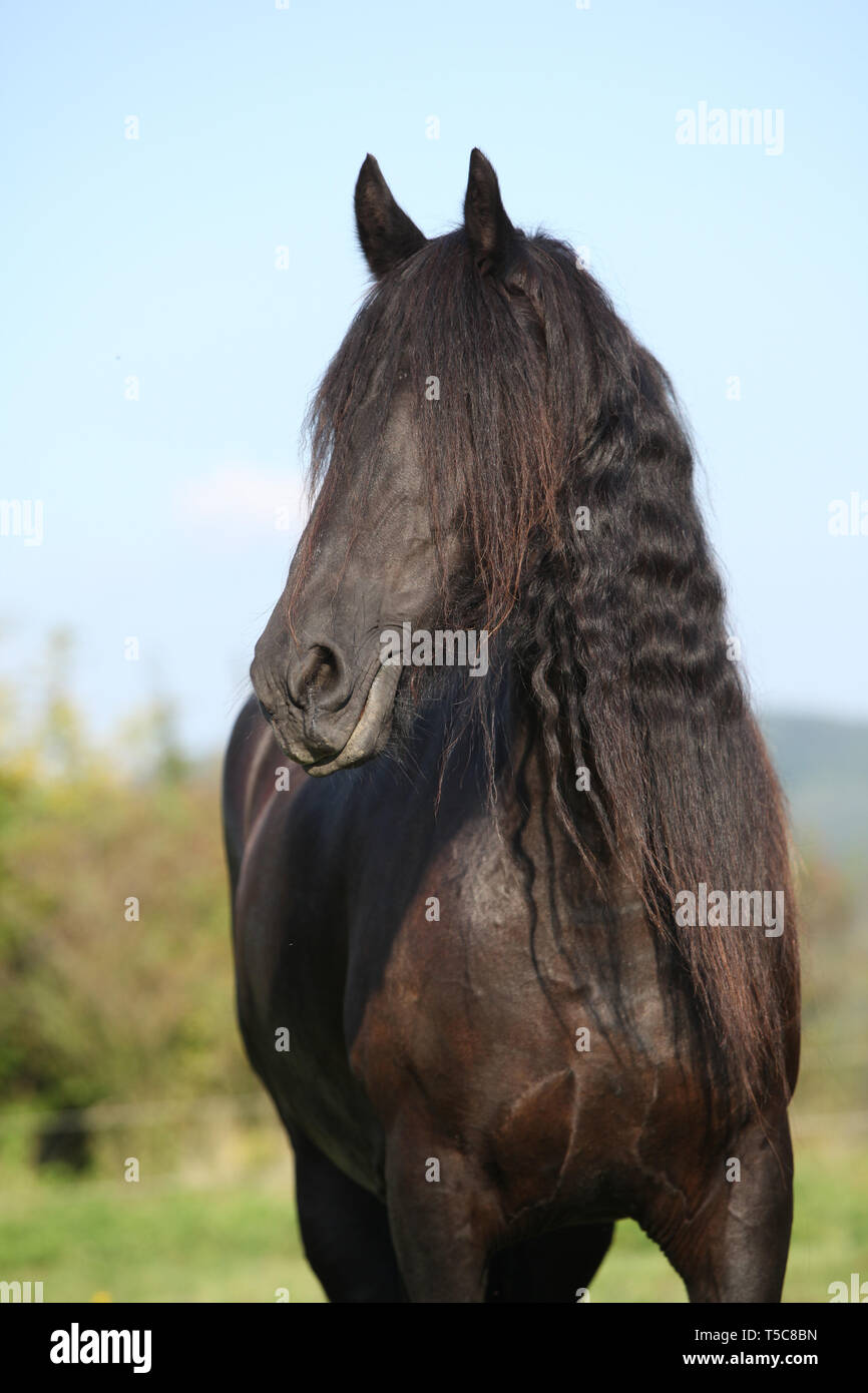 Beautiful friesian horse wit long mane on pasturage Stock Photo - Alamy