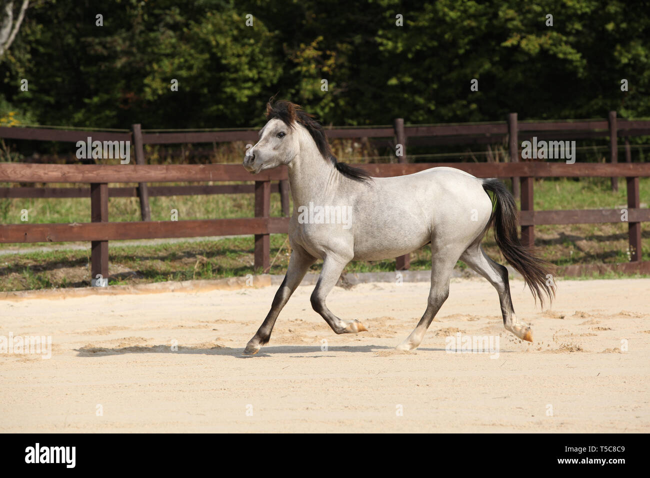 Gorgeous grey welsh mountain pony stallion running Stock Photo - Alamy