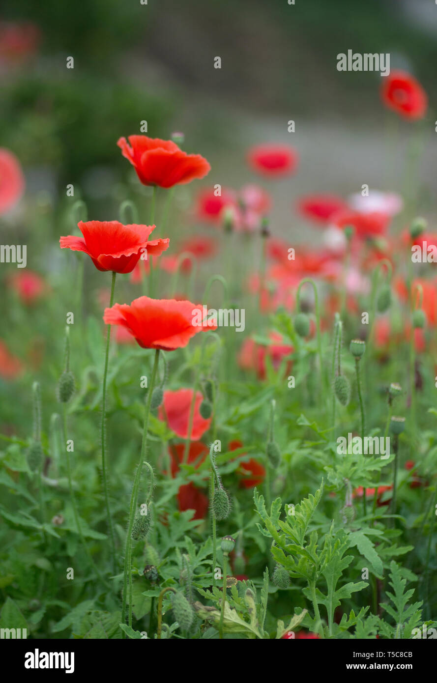 Red Poppy Flowers in a Flower Nursery,Lachen,Sikkim,India Stock Photo ...