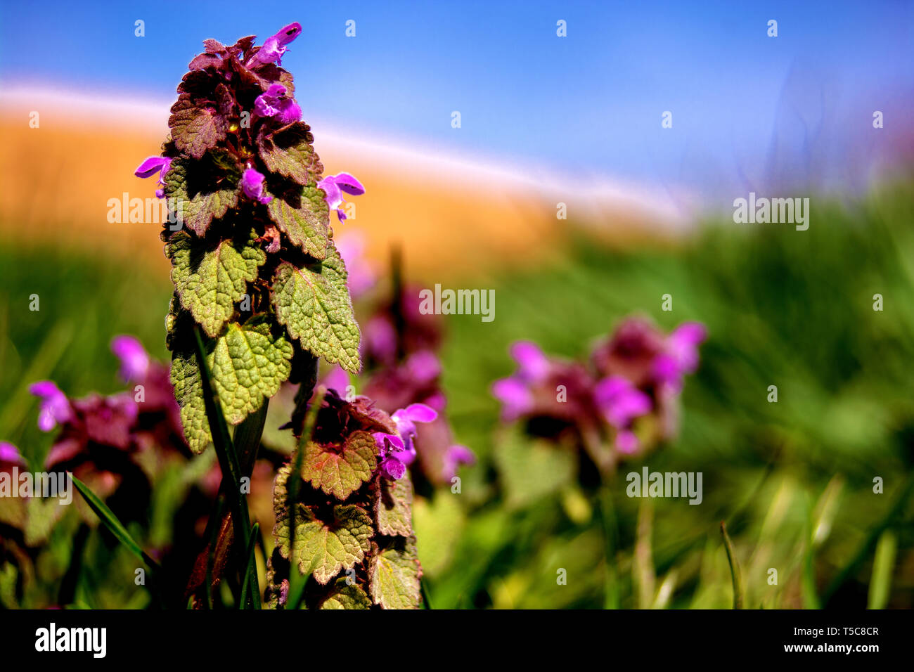 Concept flora : The thimble plant Stock Photo - Alamy