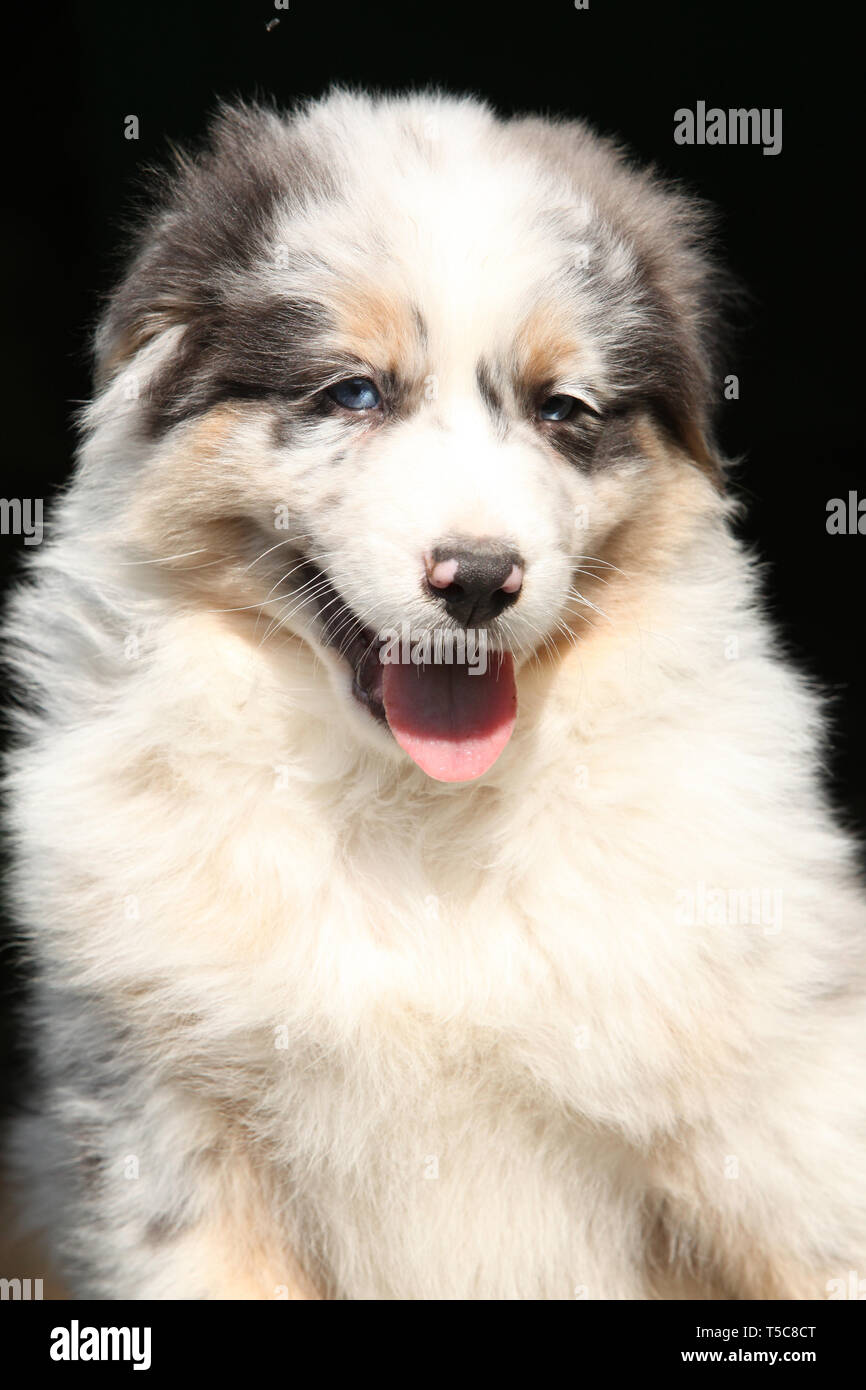 Gorgeous puppy of australian shepherd smiling at you Stock Photo - Alamy