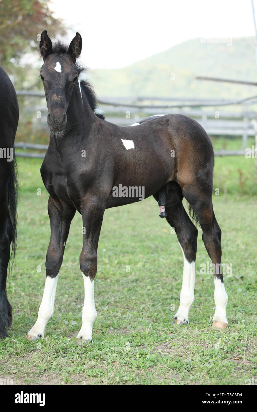 Barock pinto foal standing on green pasturage Stock Photo - Alamy