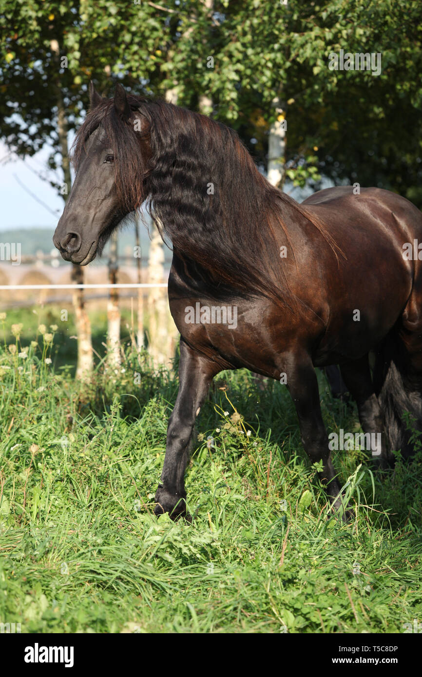 Beautiful Friesian Horse Wit Long Mane On Pasturage Stock Photo Alamy