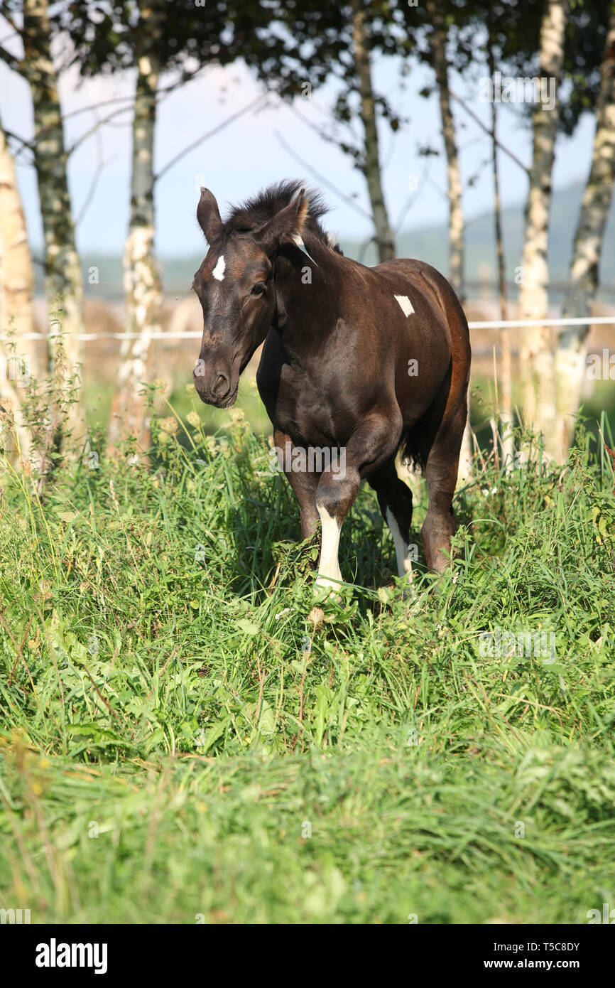 Barock pinto hi-res stock photography and images - Alamy