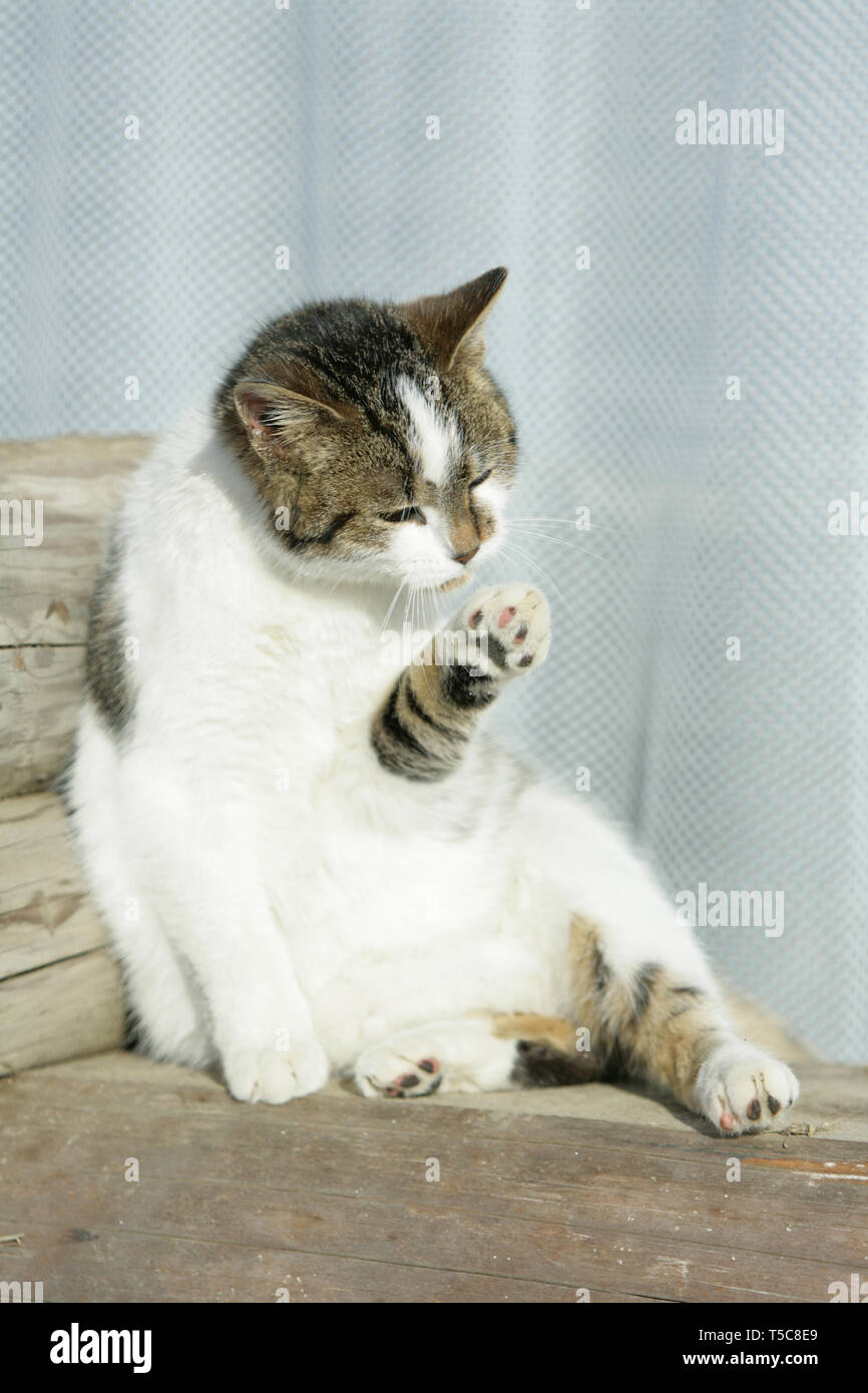 Nice white cat cleaning its paw Stock Photo - Alamy