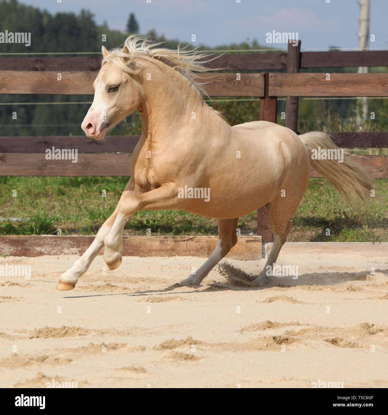Palomino welsh pony stallion hi-res stock photography and images - Alamy