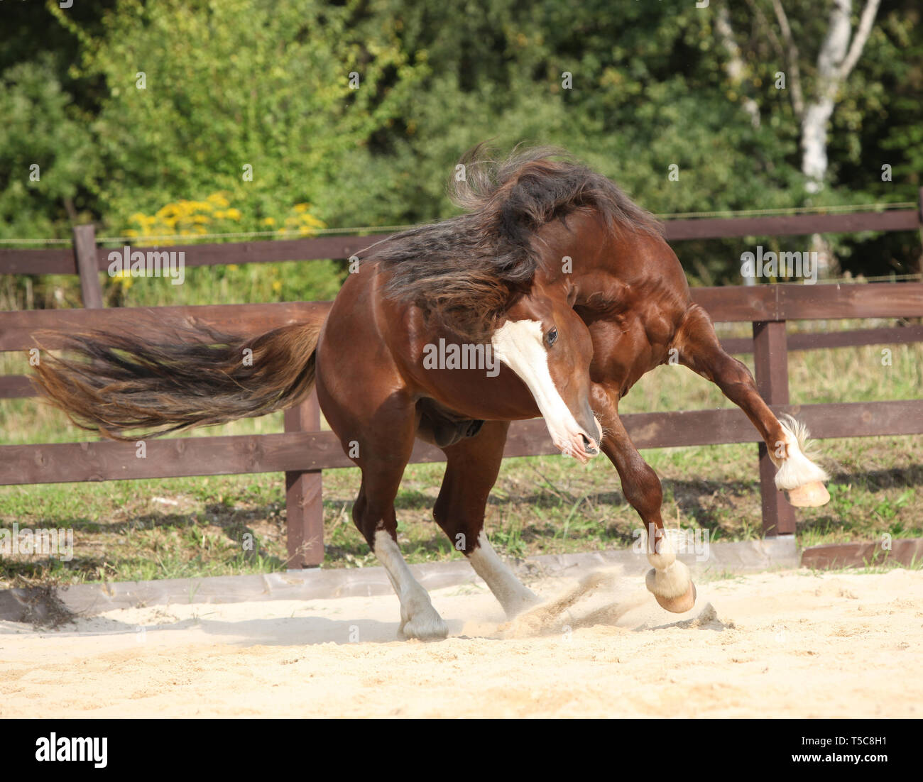 Stalion hi-res stock photography and images - Alamy