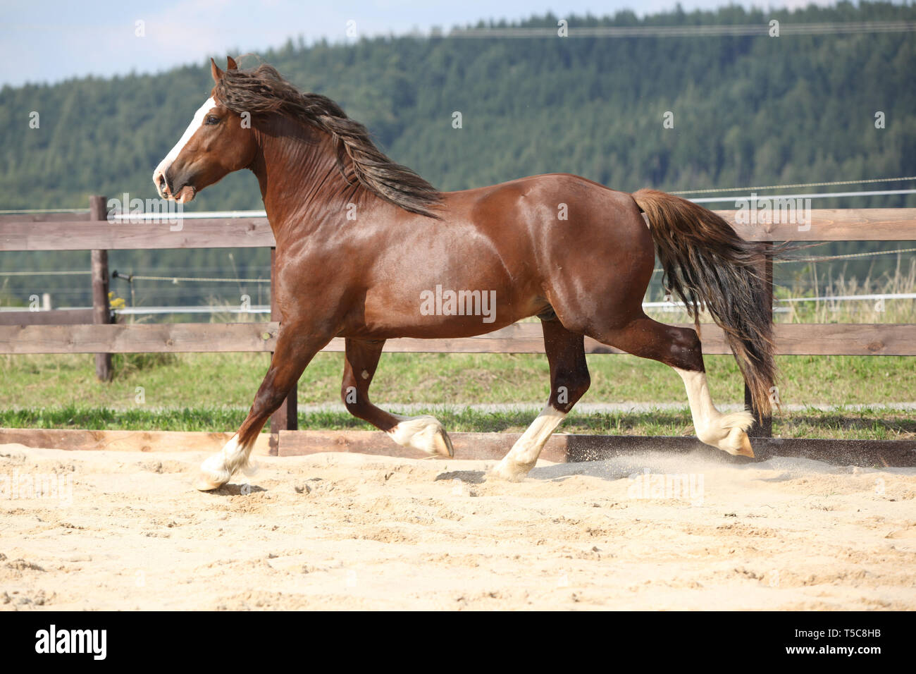Stalion High Resolution Stock Photography and Images - Alamy
