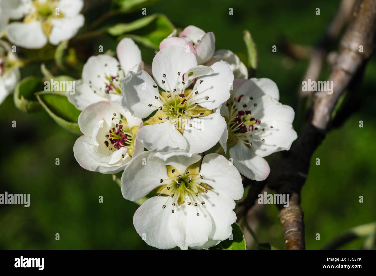 Flowering fruit trees in the old Country near Hamburg Germany Stock ...