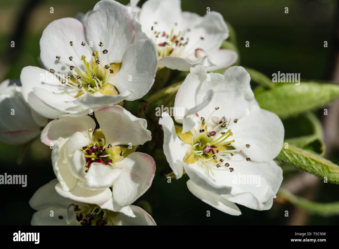 Flowering fruit trees in the old Country near Hamburg Germany Stock ...