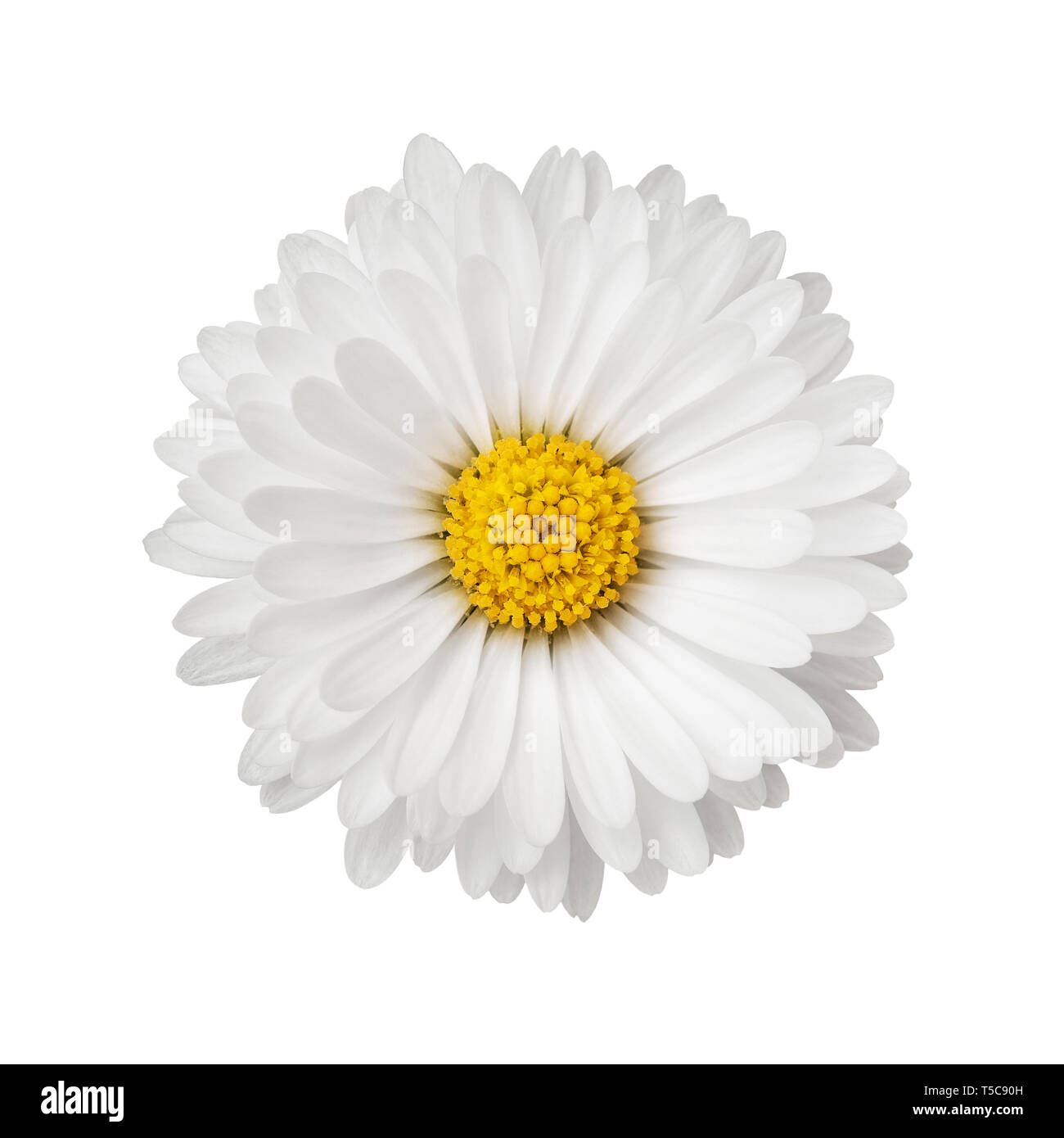 Cut out flower hi-res stock photography and images - Alamy
