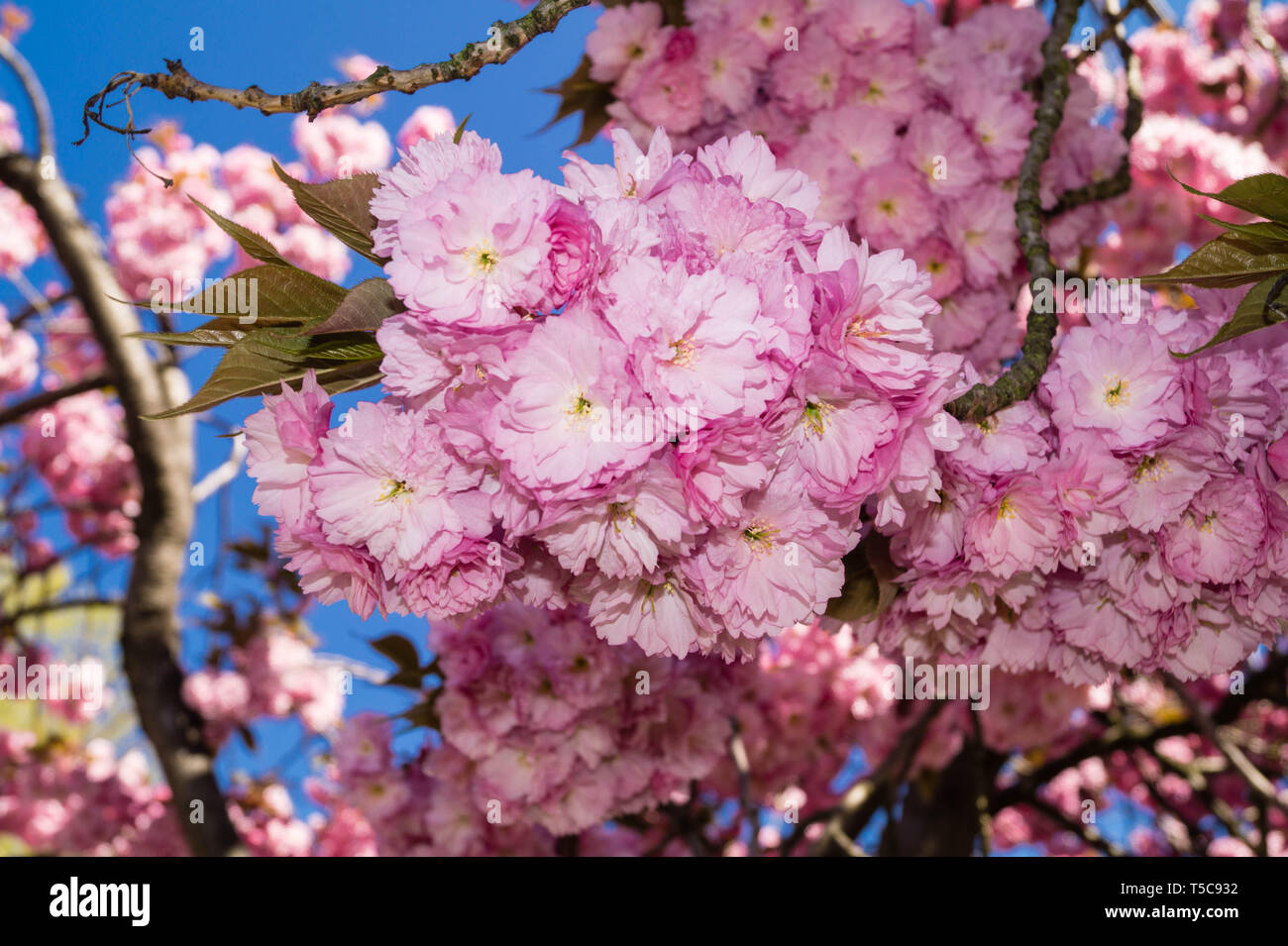 Flowering fruit trees in the old Country near Hamburg Germany Stock ...