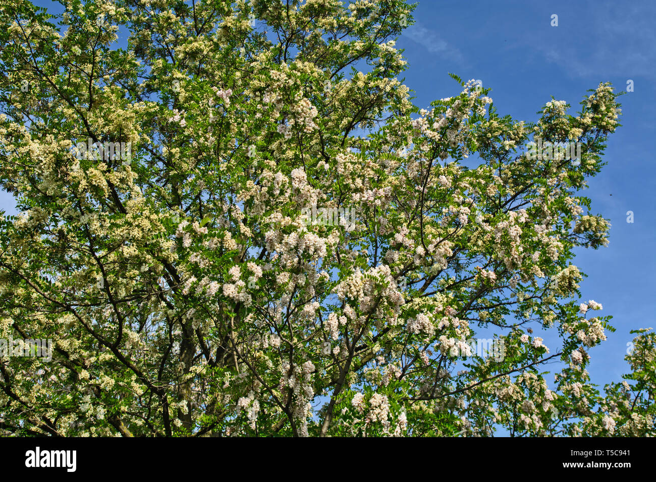 Beautiful tree bloom Robinia pseudoacacia in nature is a real target ...