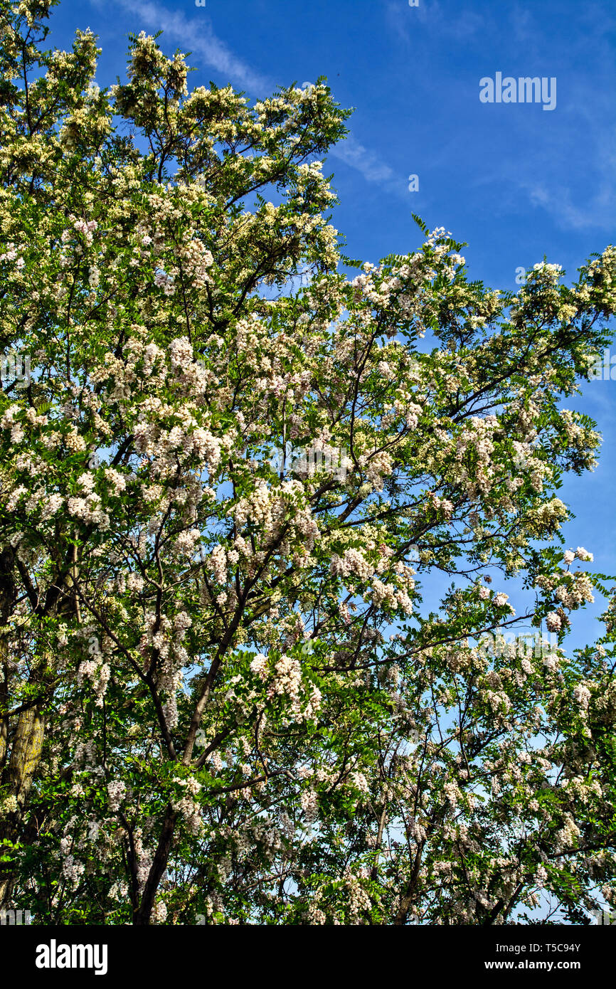 Beautiful tree bloom Robinia pseudoacacia in nature is a real target ...
