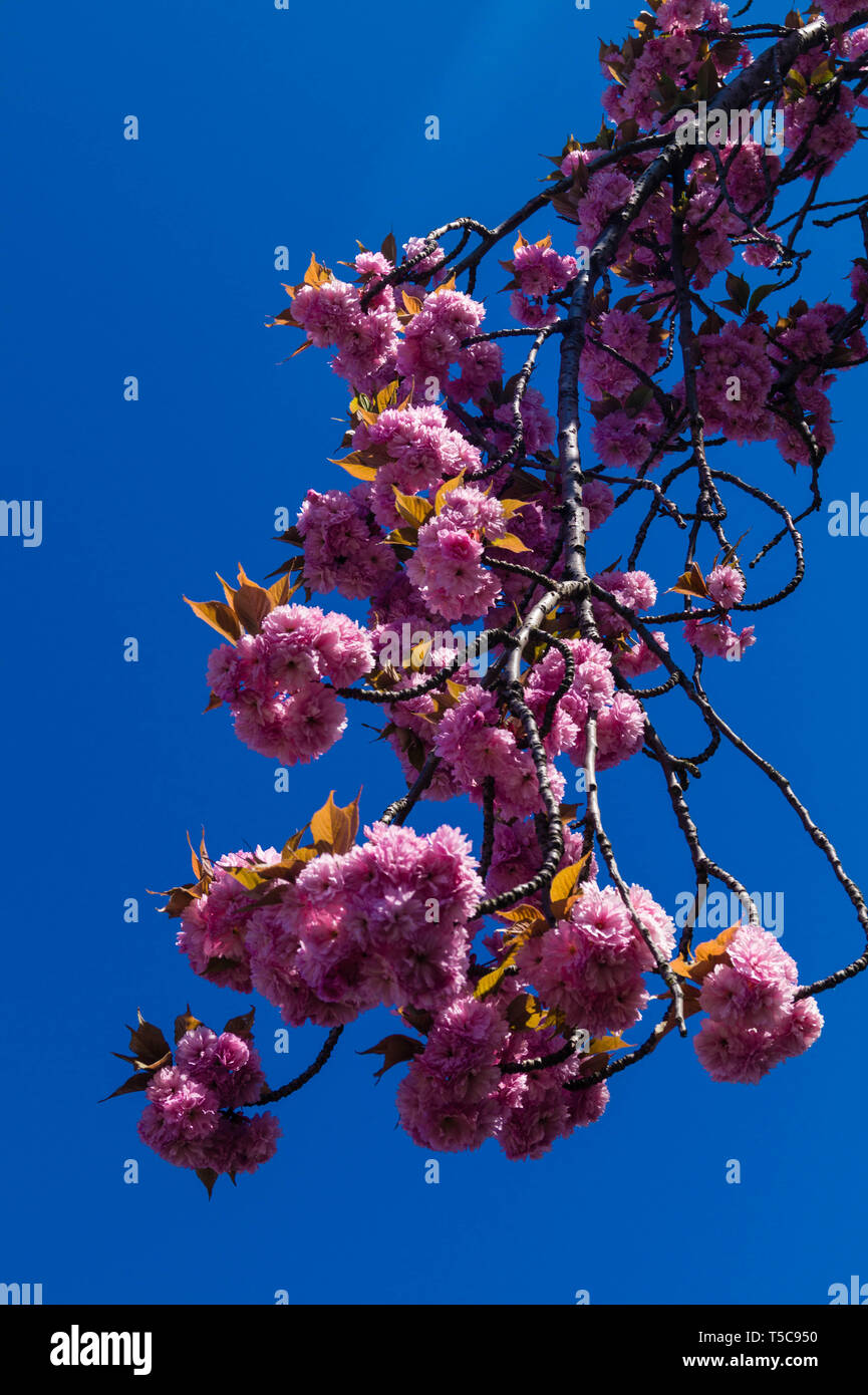 Flowering fruit trees in the old Country near Hamburg Germany Stock ...