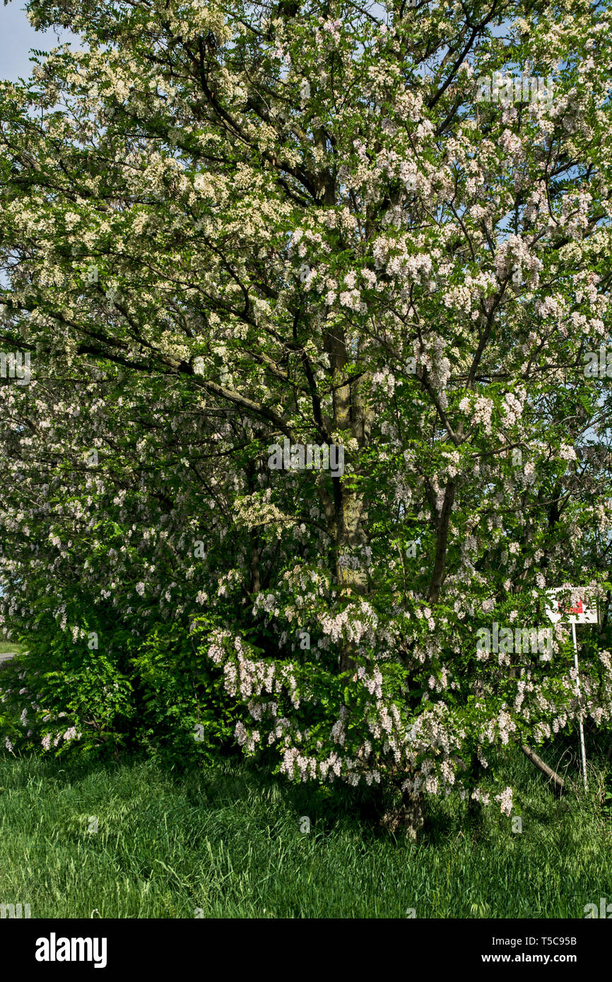 Beautiful tree bloom Robinia pseudoacacia in nature is a real target ...