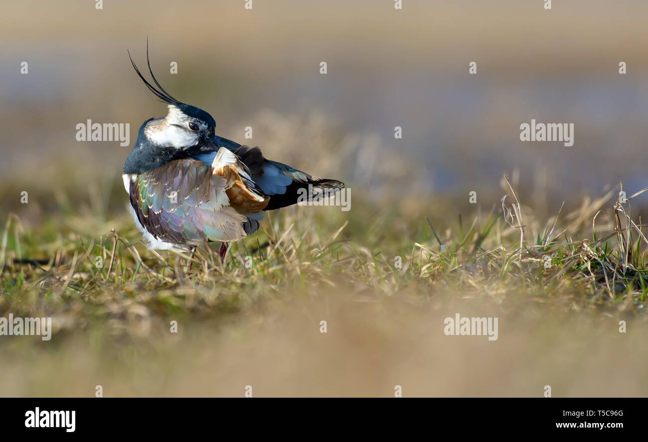 Northern lapwing preens its feathers after washing Stock Photo - Alamy
