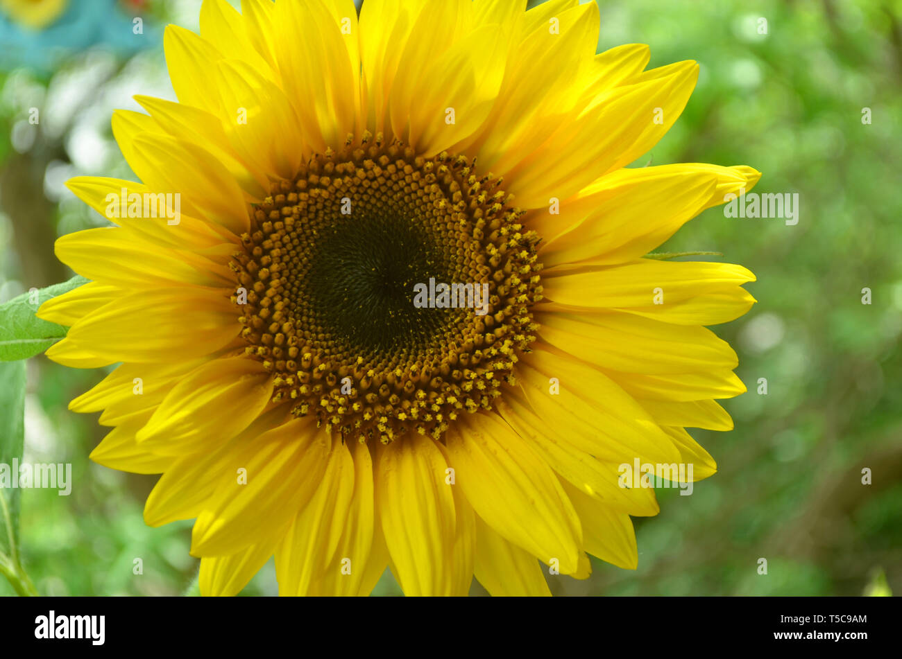 The glow of a sunflower Stock Photo - Alamy