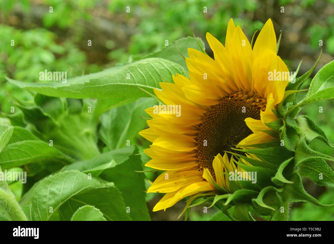 The glow of a sunflower Stock Photo - Alamy