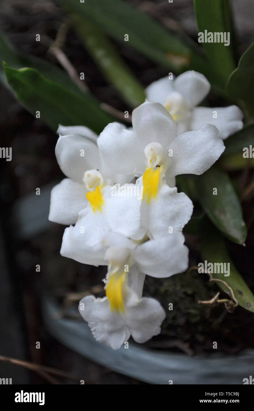The beauty of a micro orchid Stock Photo - Alamy