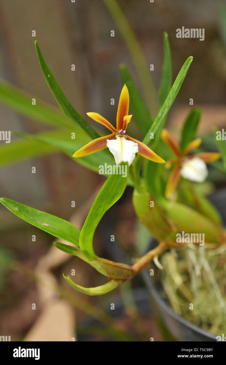 The beauty of a micro orchid Stock Photo - Alamy