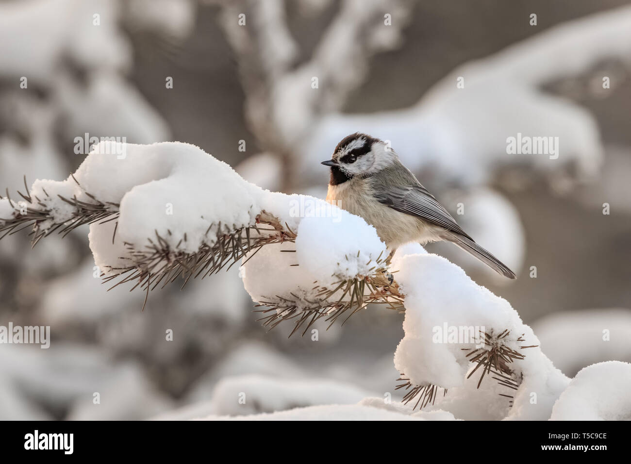 Mountain Chickadee (Poecile gambeli) perched in a snowy tree Stock ...