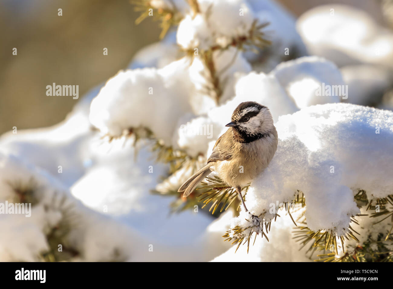 Chickadee snow tree hi-res stock photography and images - Alamy
