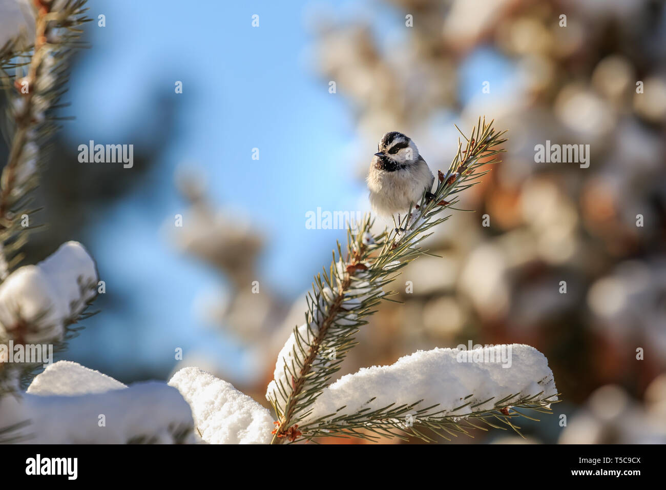 Mountain Chickadee (Poecile gambeli) perched in a snowy tree Stock ...